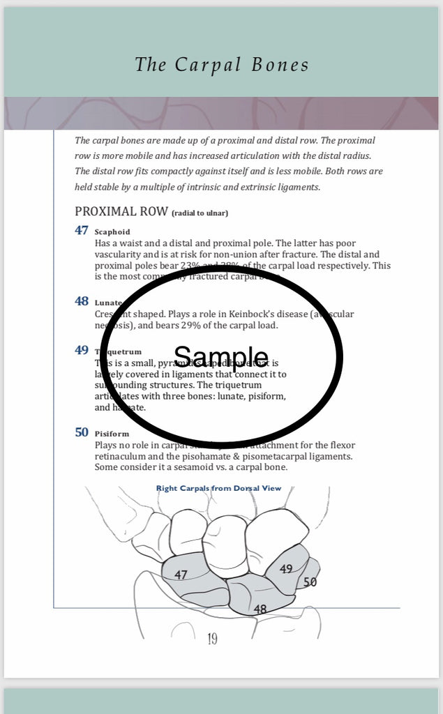 Anatomical Hand Reference & Illustrated Booklet For Hand Therapists ...